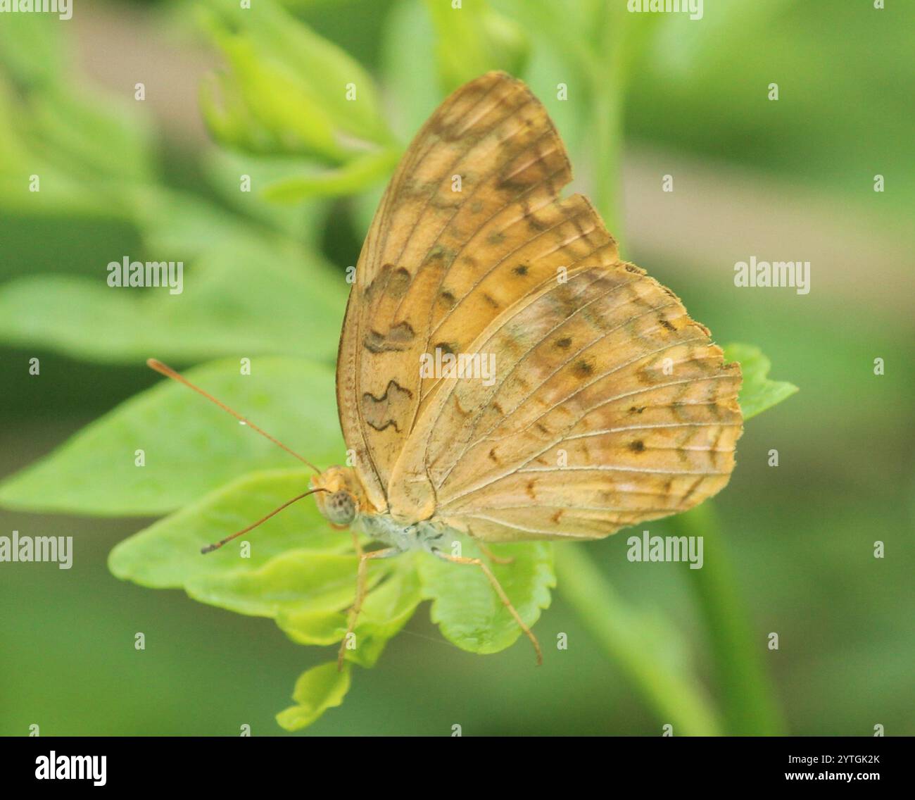 Common Leopard (Phalanta phalantha Stock Photo - Alamy