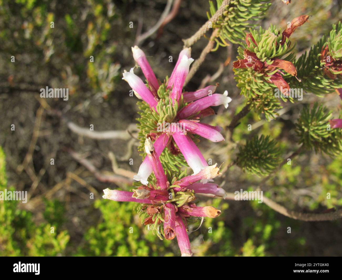 Longleaf Heath (Erica viscaria longifolia Stock Photo - Alamy