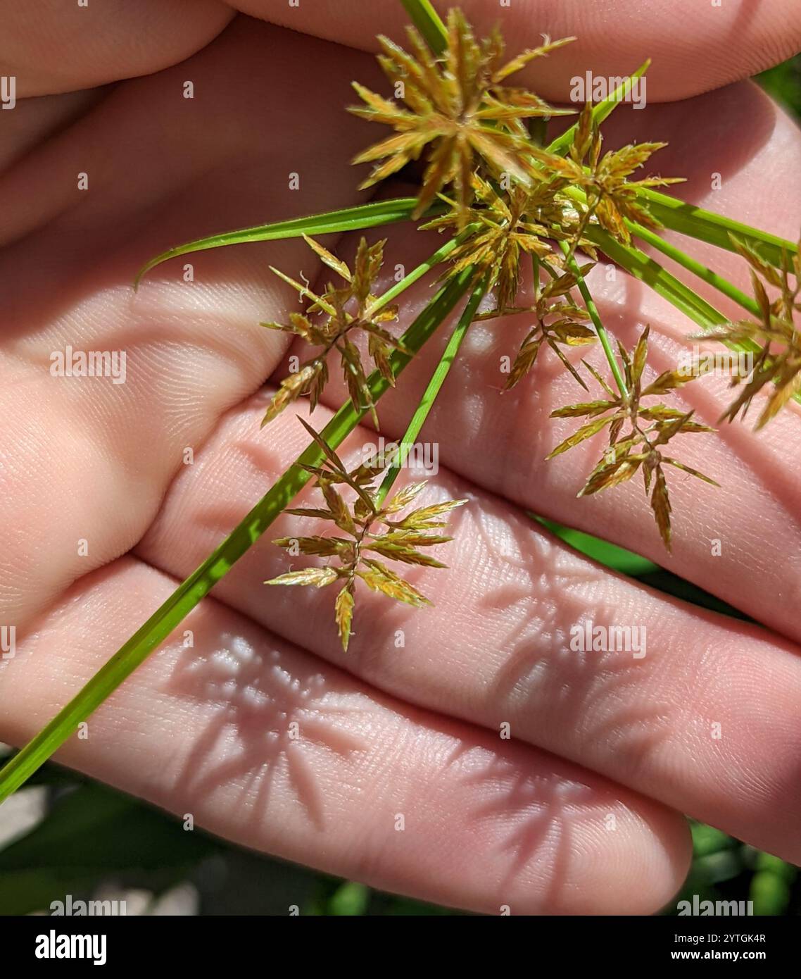 Bunchy flat-sedge (Cyperus polystachyos Stock Photo - Alamy