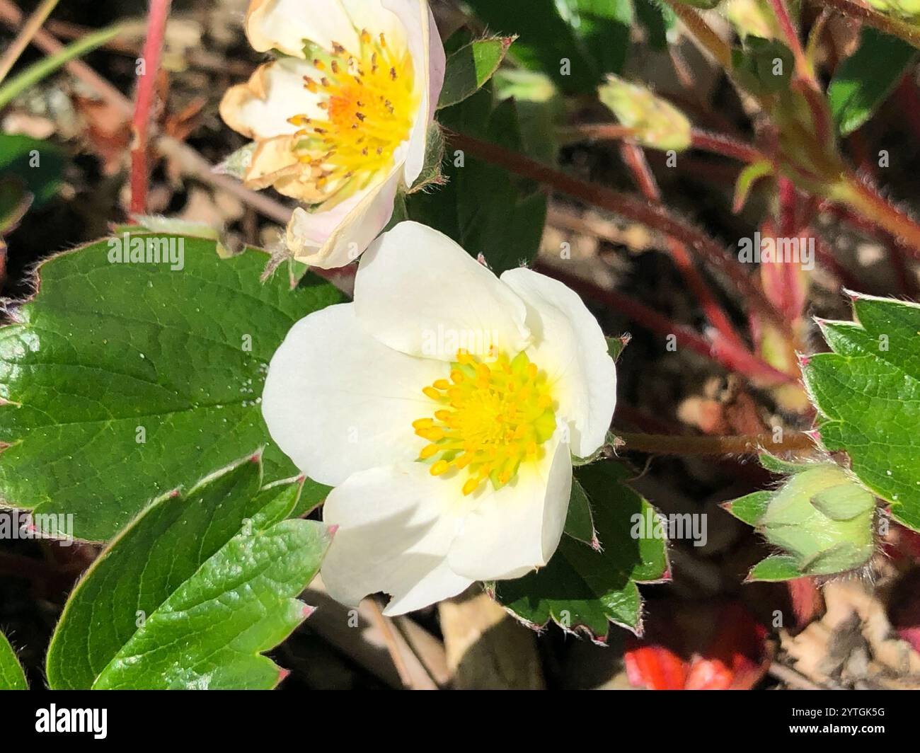 beach strawberry (Fragaria chiloensis Stock Photo - Alamy