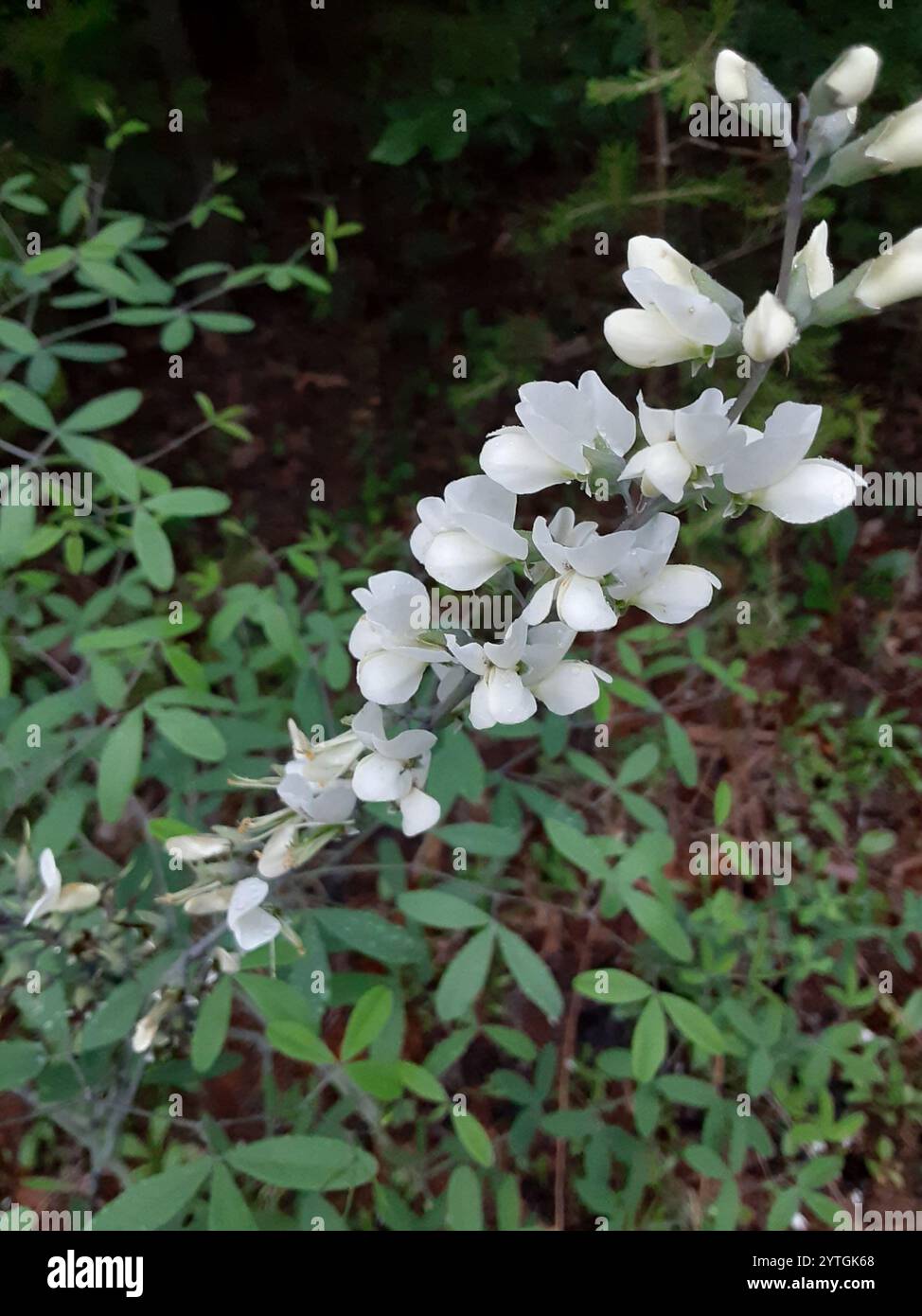 white wild indigo (Baptisia alba Stock Photo - Alamy