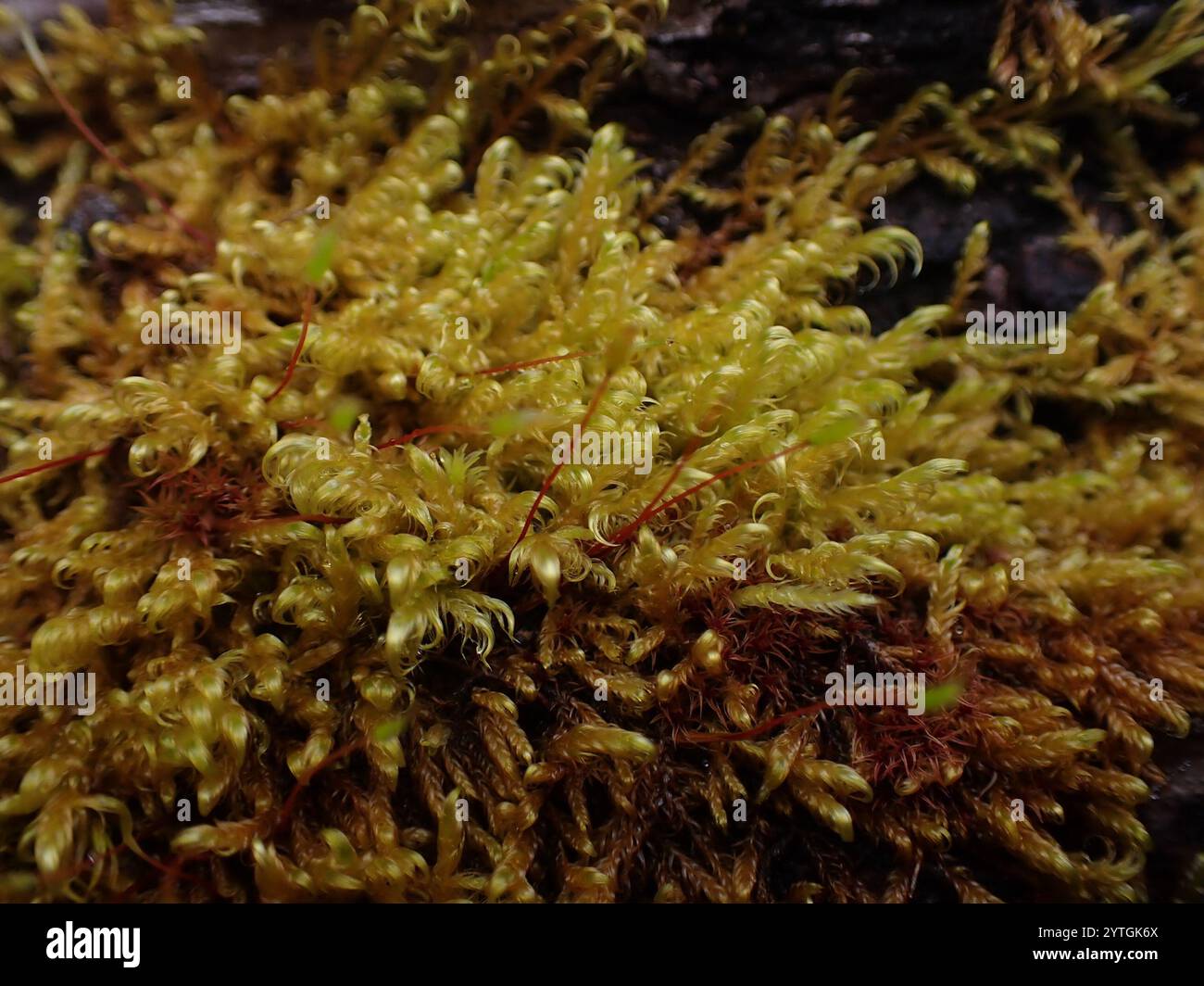 Sickle-leaved Hook-moss (Sanionia uncinata Stock Photo - Alamy