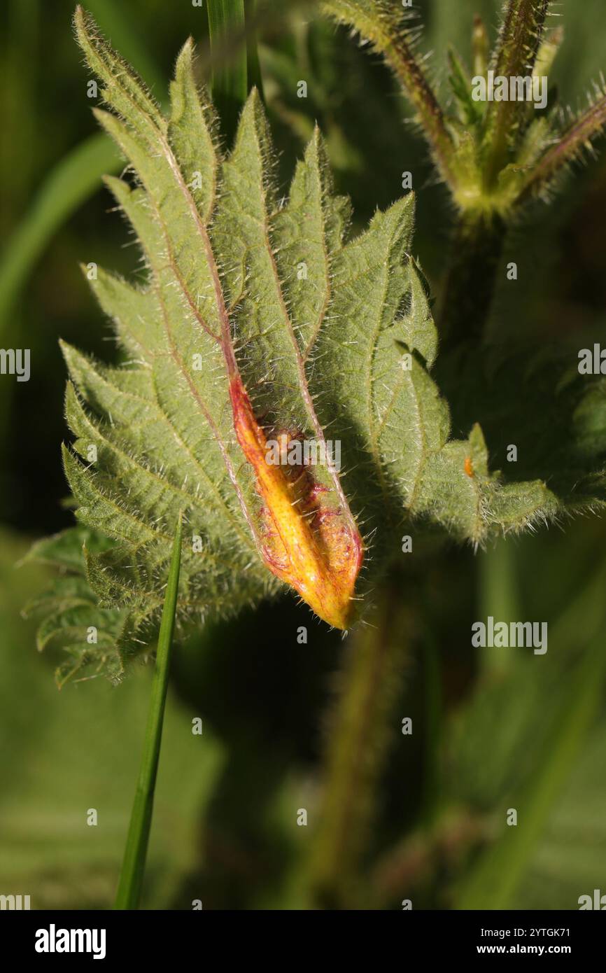 Nettle Clustercup Rust fungus (Puccinia urticata Stock Photo - Alamy