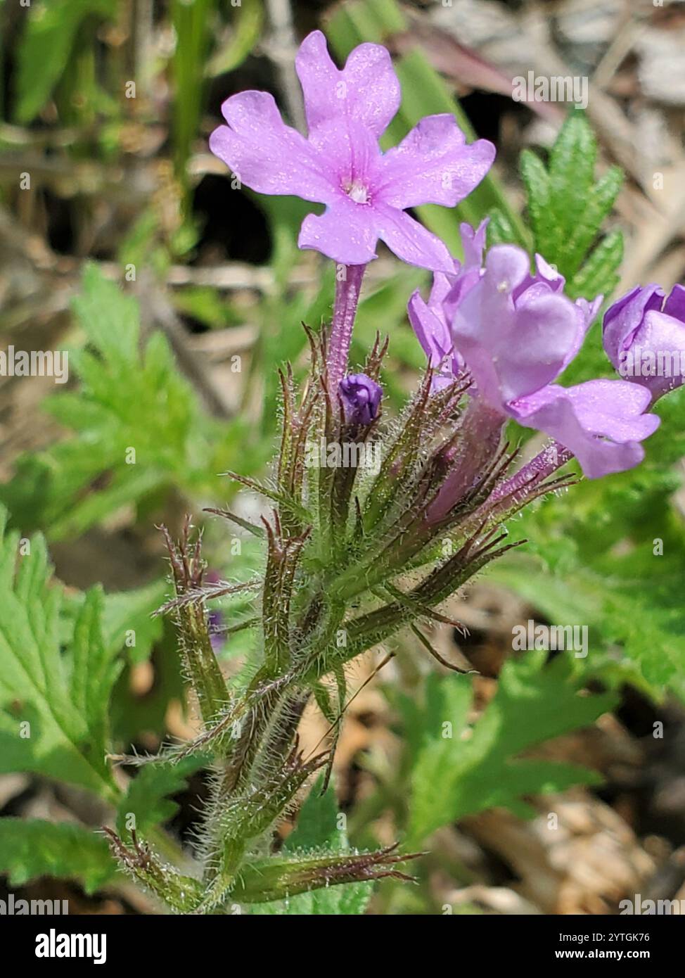 rose vervain (Glandularia canadensis Stock Photo - Alamy