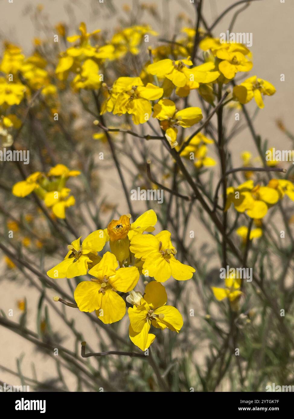 suffrutescent wallflower (Erysimum suffrutescens Stock Photo - Alamy