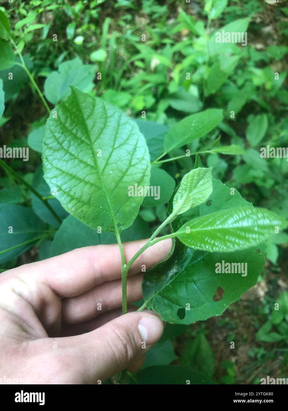 Bigleaf Snowbell (Styrax grandifolius Stock Photo - Alamy