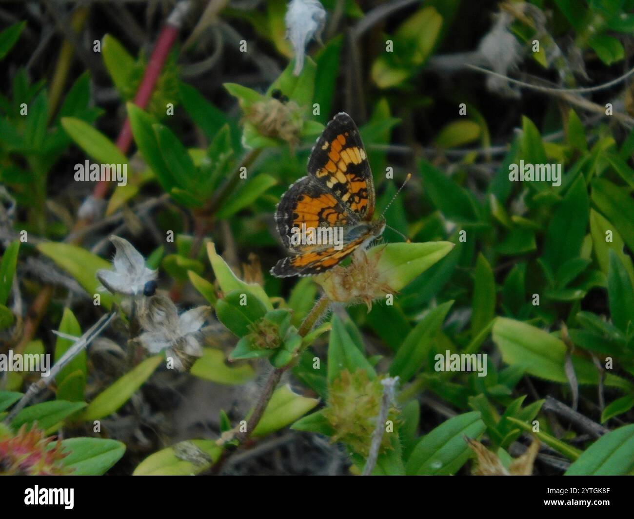 largeflower Mexican clover (Richardia grandiflora Stock Photo - Alamy