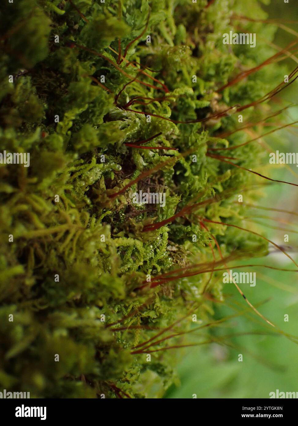 magnificent leafy moss (Plagiomnium venustum Stock Photo - Alamy