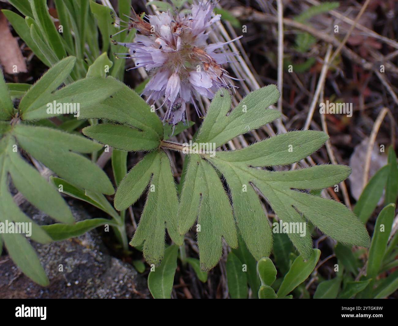 ballhead waterleaf (Hydrophyllum capitatum Stock Photo - Alamy