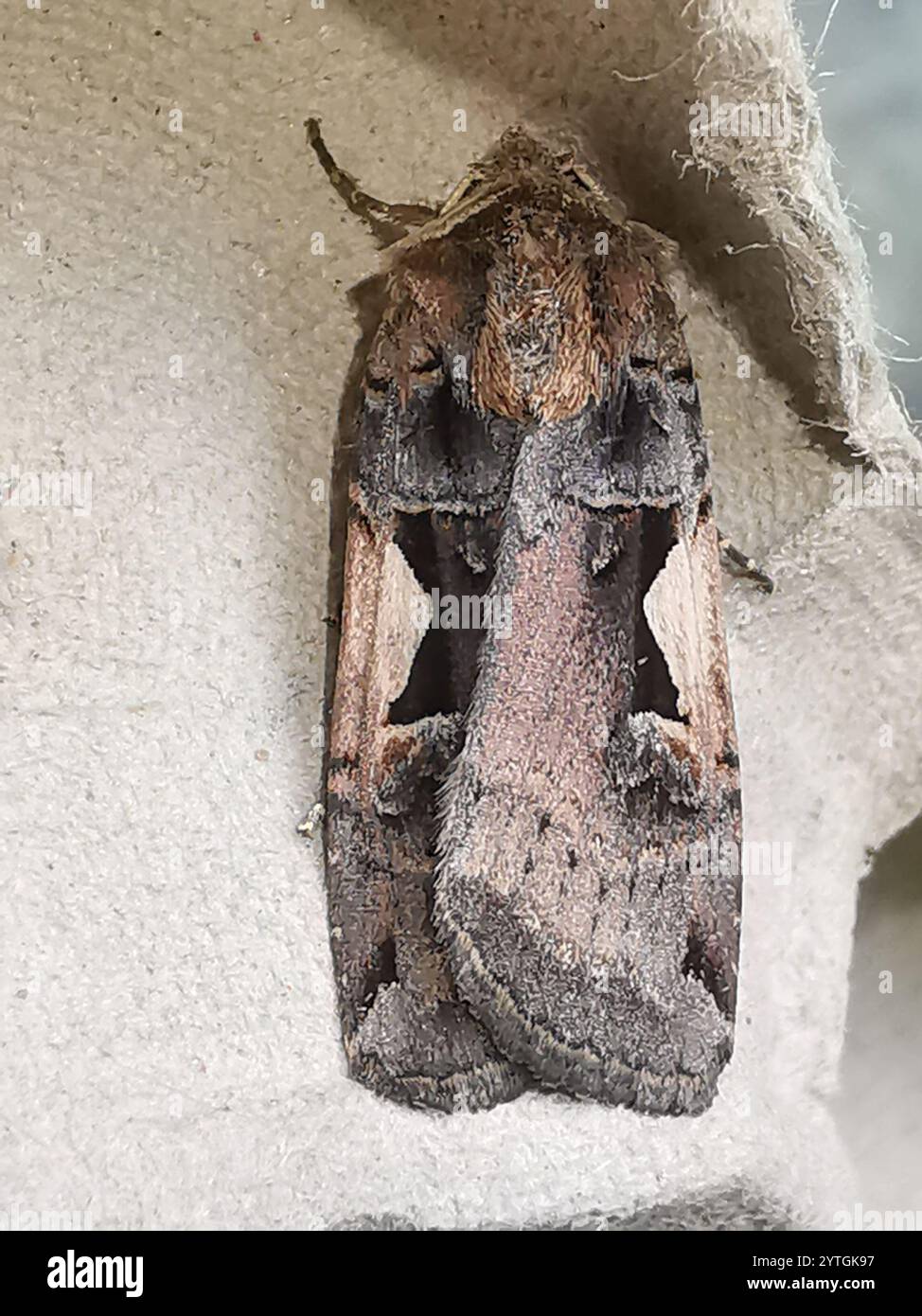 Setaceous Hebrew Character (Xestia c-nigrum Stock Photo - Alamy