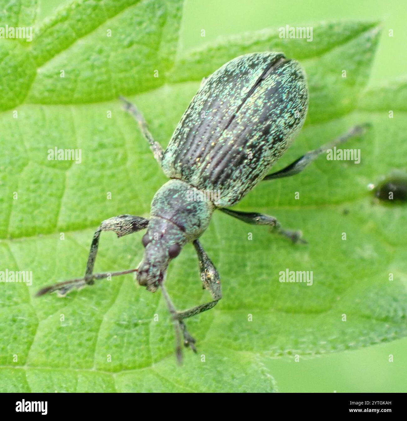 Nettle weevil (Phyllobius pomaceus Stock Photo - Alamy