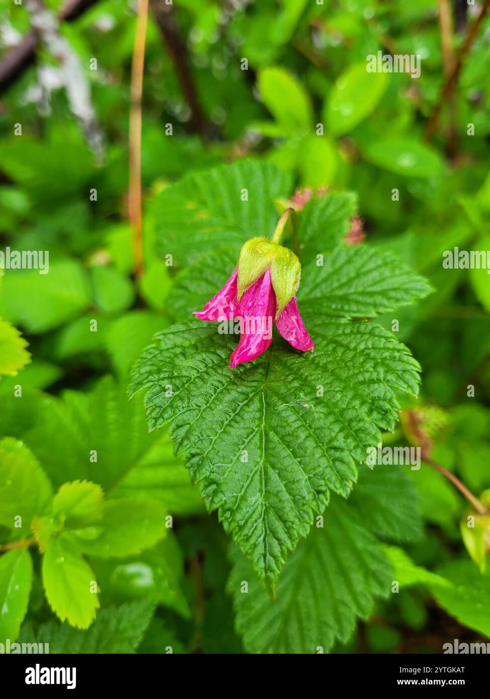 Salmonberry (Rubus spectabilis Stock Photo - Alamy