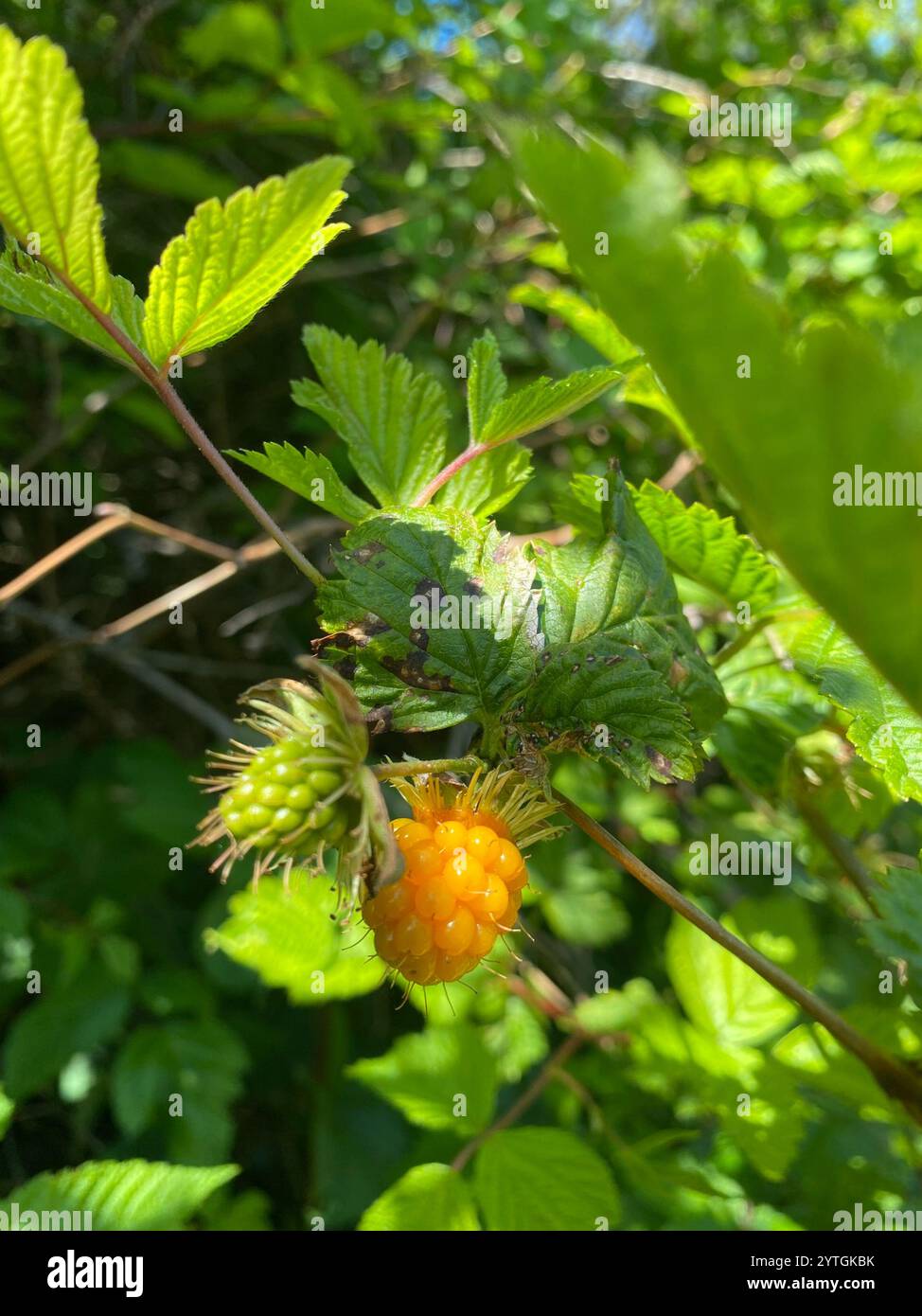 Salmonberry (Rubus spectabilis Stock Photo - Alamy