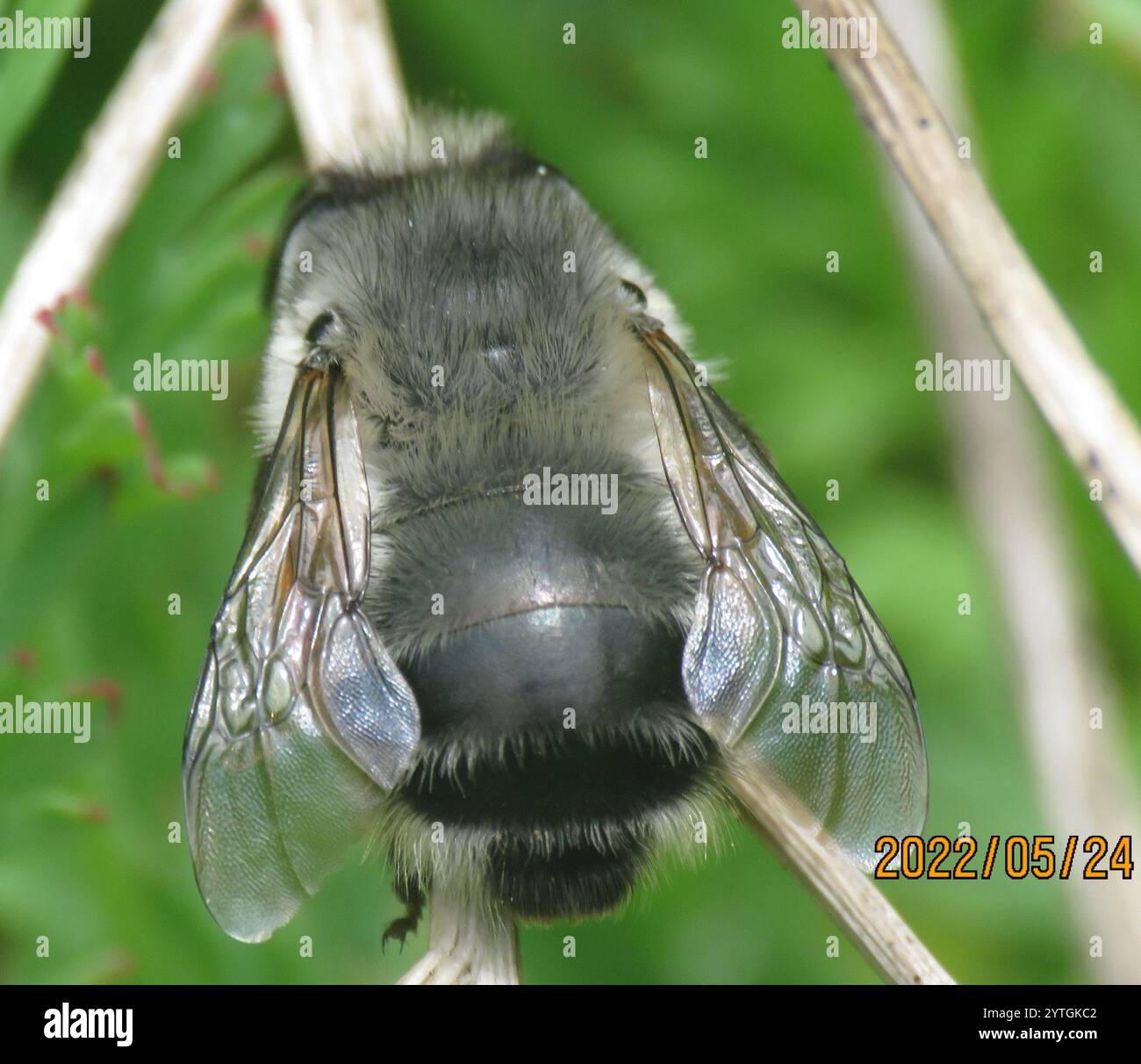 Common digger bees hi-res stock photography and images - Alamy
