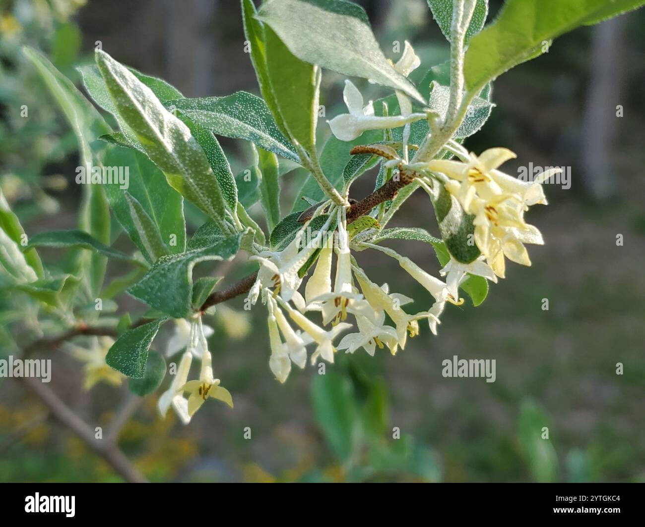autumn olive (Elaeagnus umbellata Stock Photo - Alamy