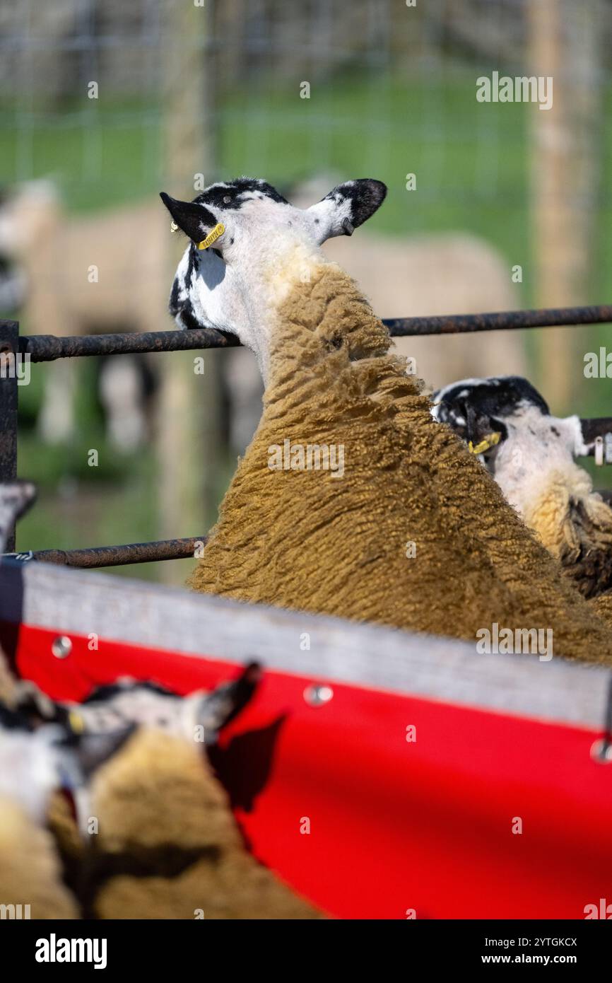 Sale of North of England mule gimmer lambs at Hawes, North Yorkshire ...