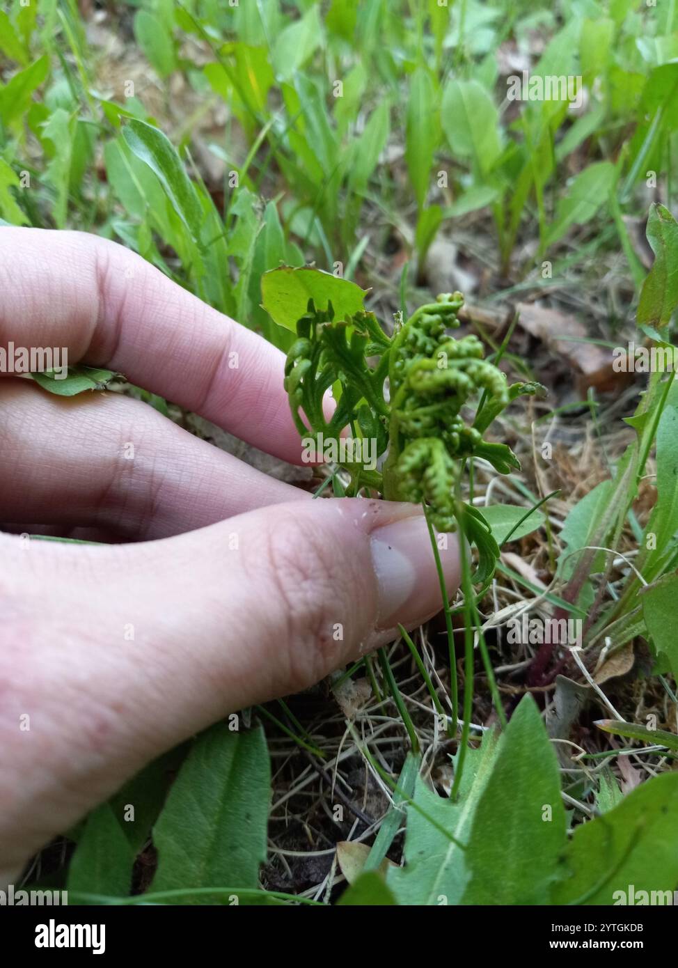Ophioglossaceae family hi-res stock photography and images - Alamy