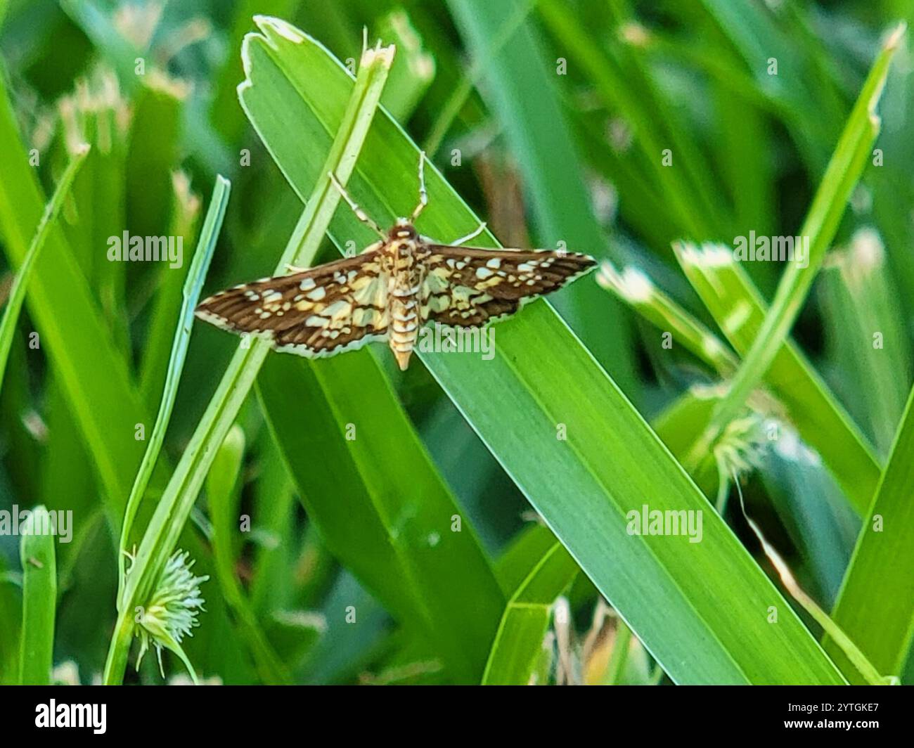 Stained-glass Moth (Samea castellalis Stock Photo - Alamy