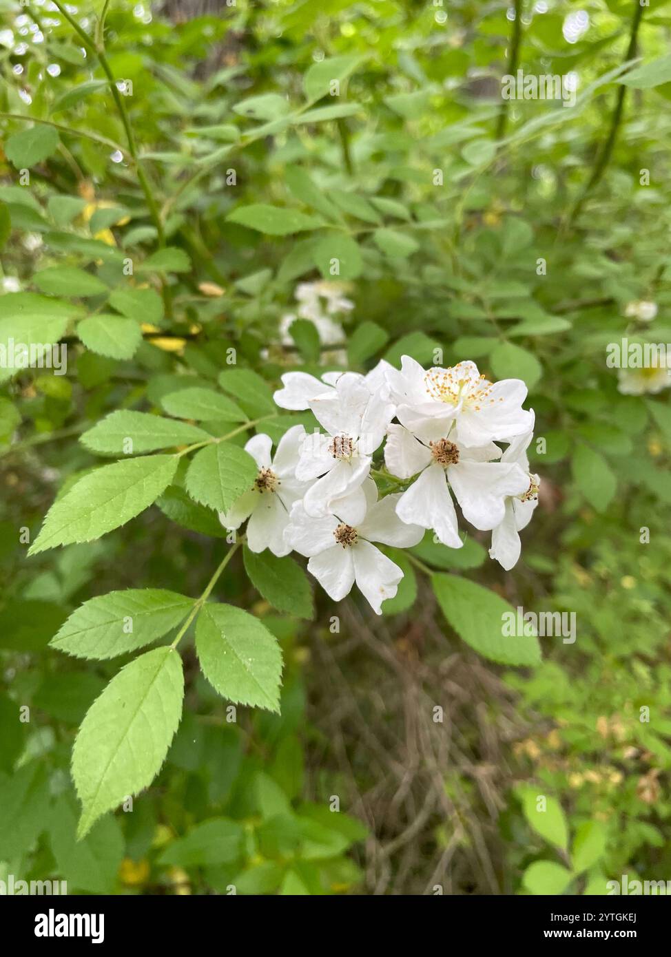 multiflora rose (Rosa multiflora Stock Photo - Alamy