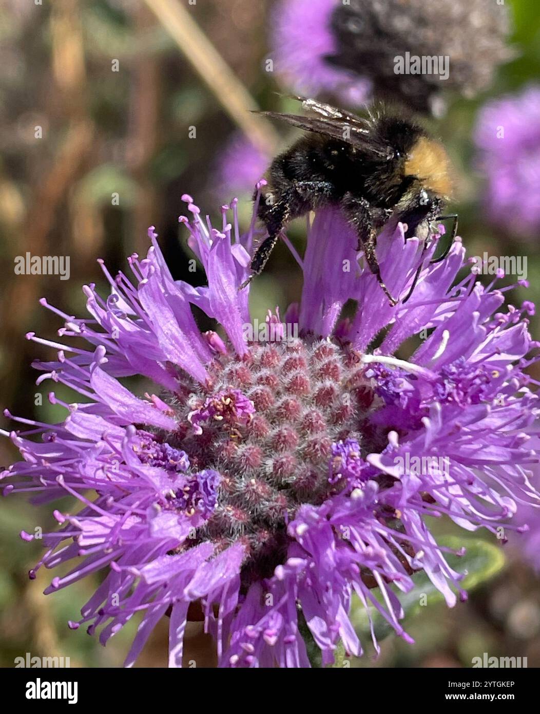 Coyote Mint (Monardella villosa Stock Photo - Alamy