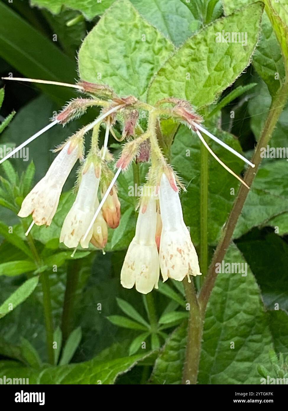 Creeping Comfrey (Symphytum grandiflorum Stock Photo - Alamy