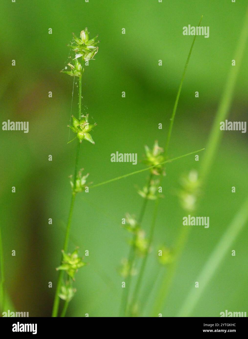 bracted sedge (Carex radiata Stock Photo - Alamy