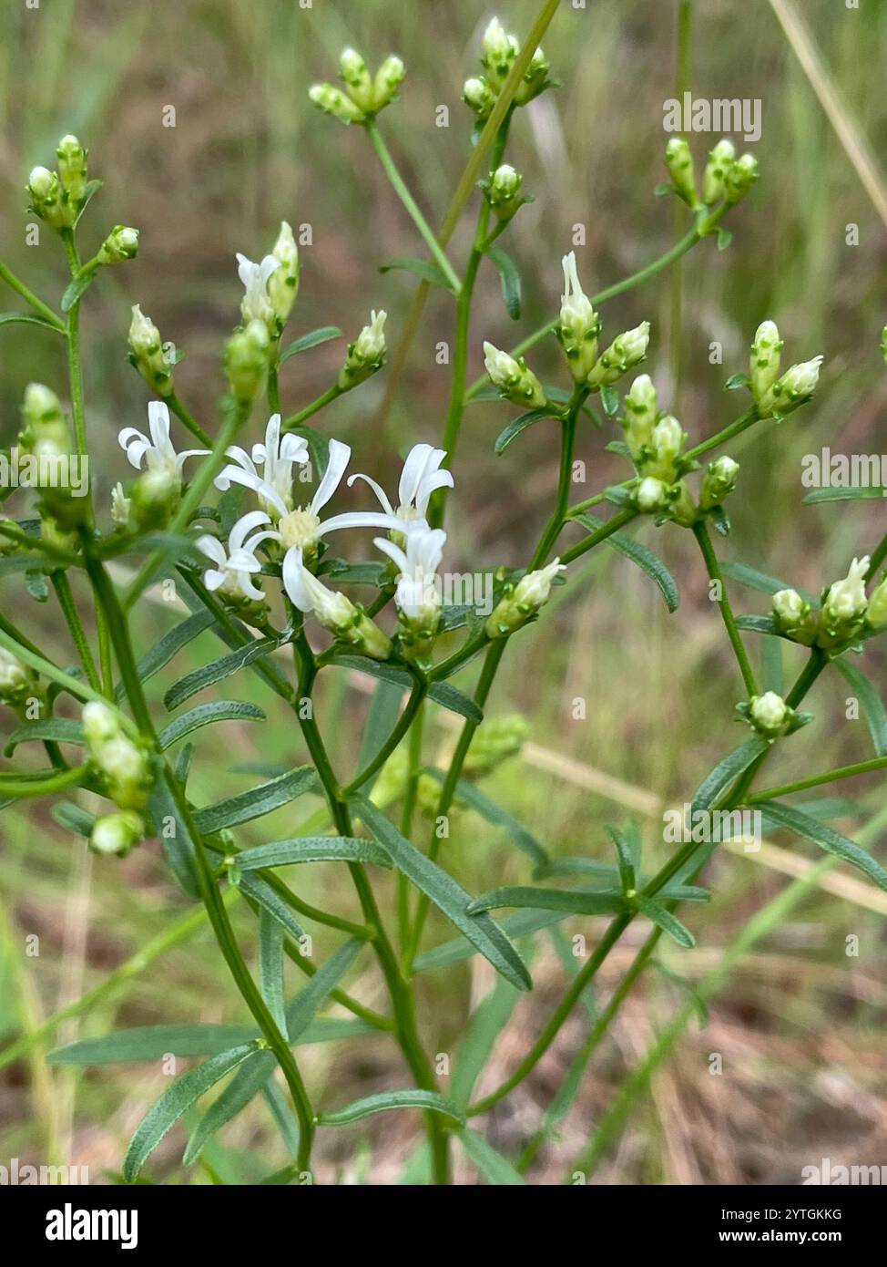 Narrowleaf Whitetop Aster (Sericocarpus linifolius Stock Photo - Alamy