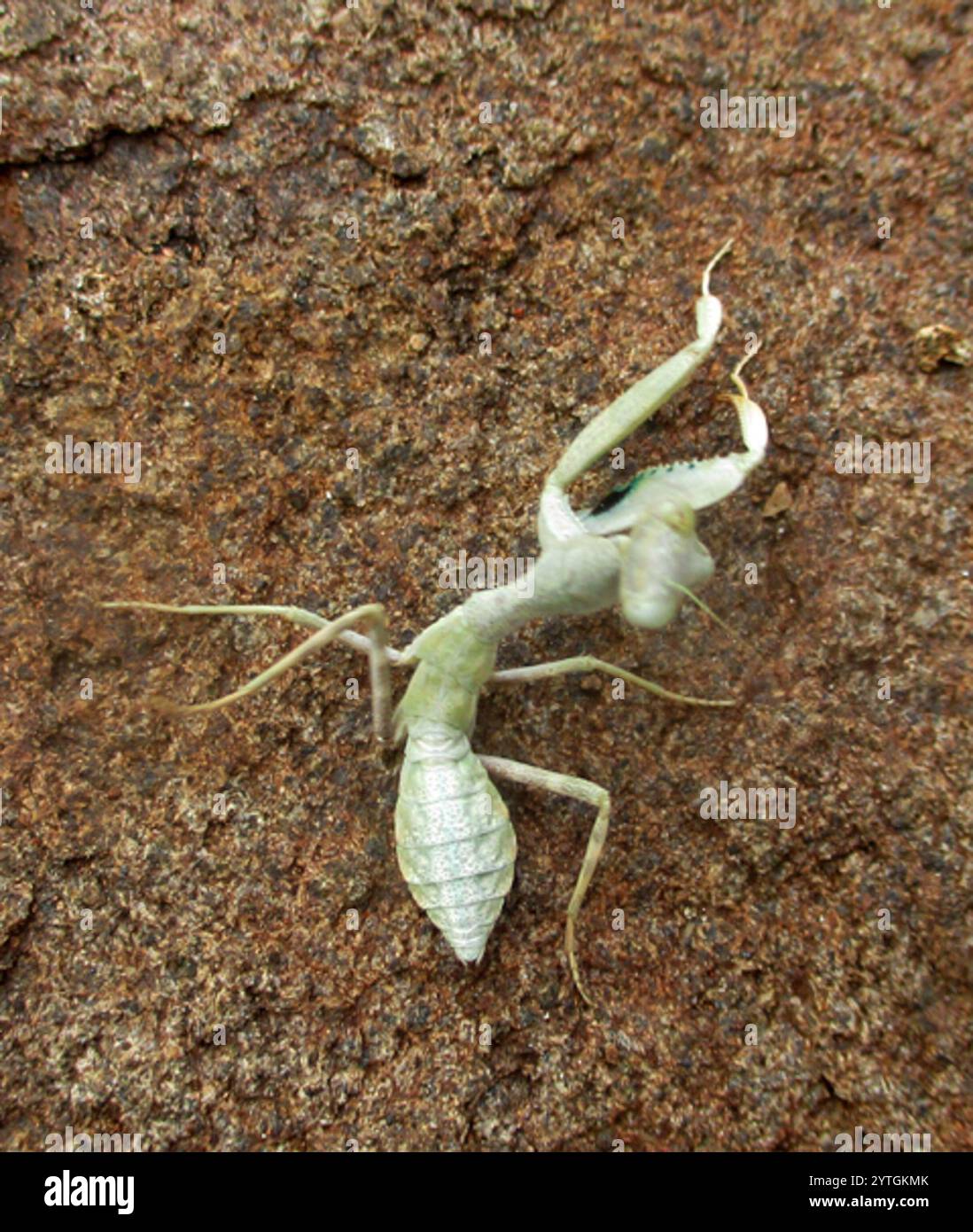 Wide-armed Mantis (Cilnia humeralis Stock Photo - Alamy
