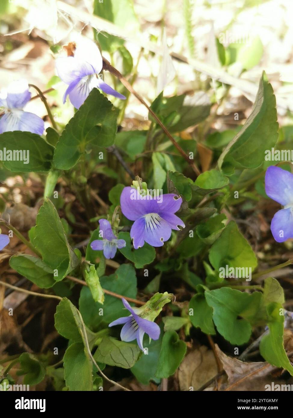 Heath Dog-Violet (Viola canina Stock Photo - Alamy