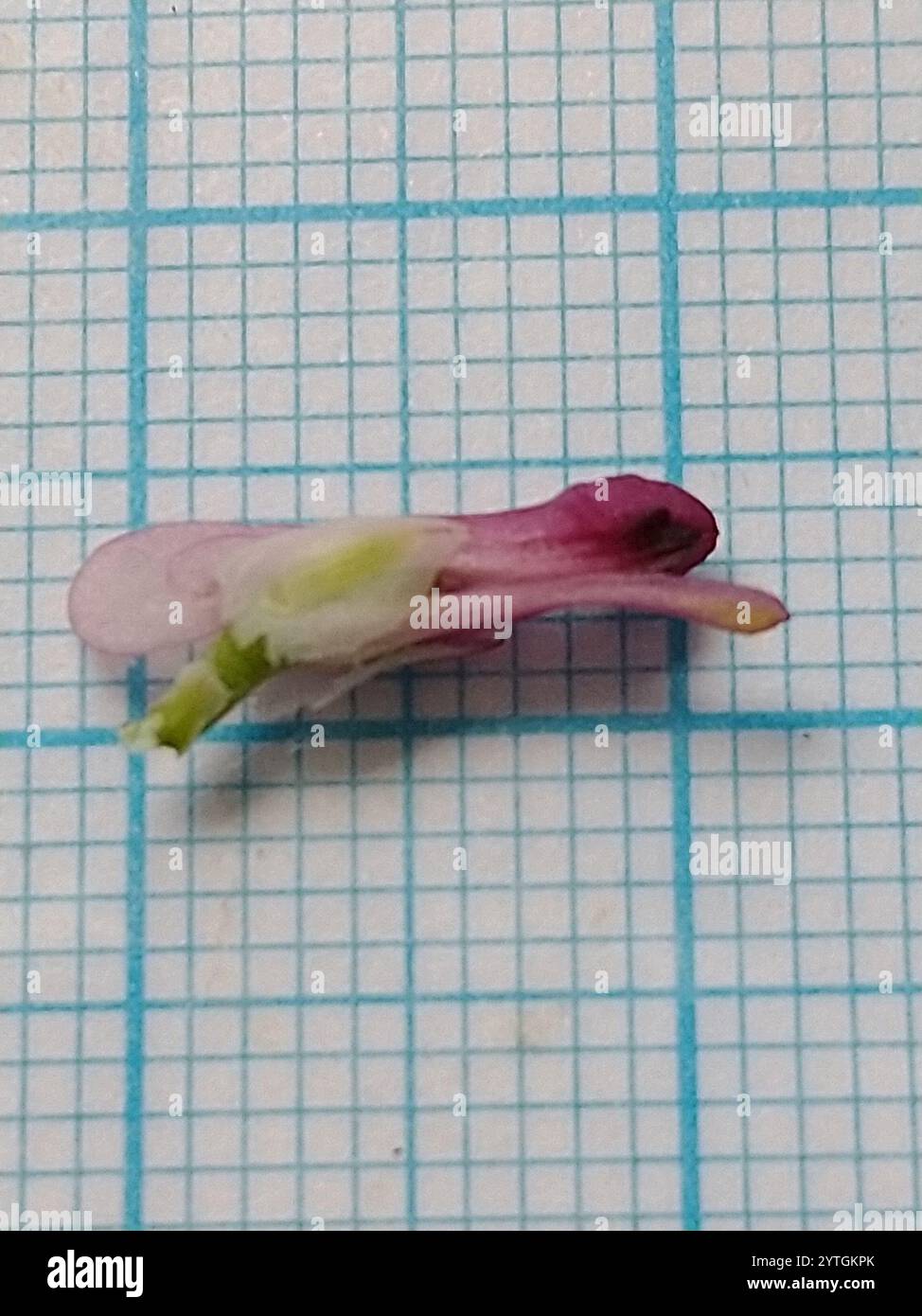 common ramping-fumitory (Fumaria muralis Stock Photo - Alamy