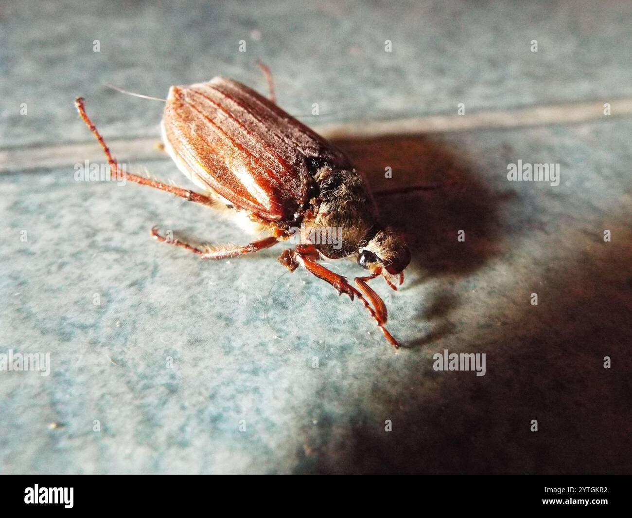 Common Cockchafer (Melolontha melolontha Stock Photo - Alamy