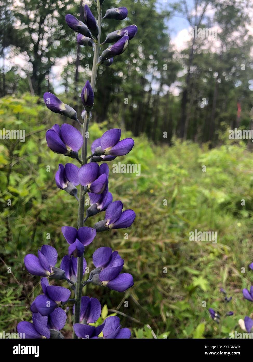 eastern prairie blue wild indigo (Baptisia australis aberrans Stock ...