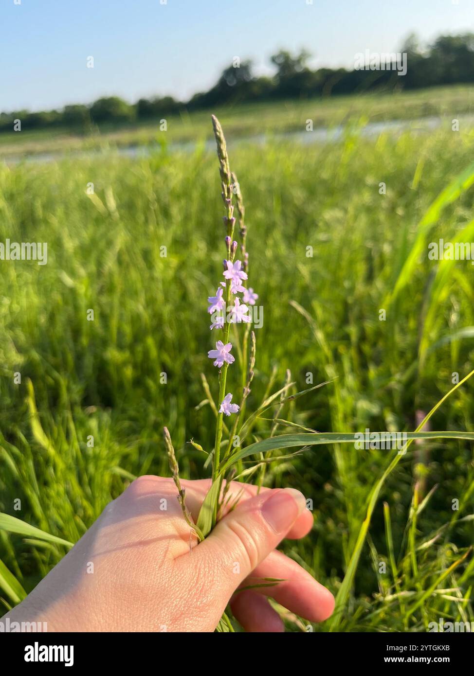 Texas vervain (Verbena halei Stock Photo - Alamy