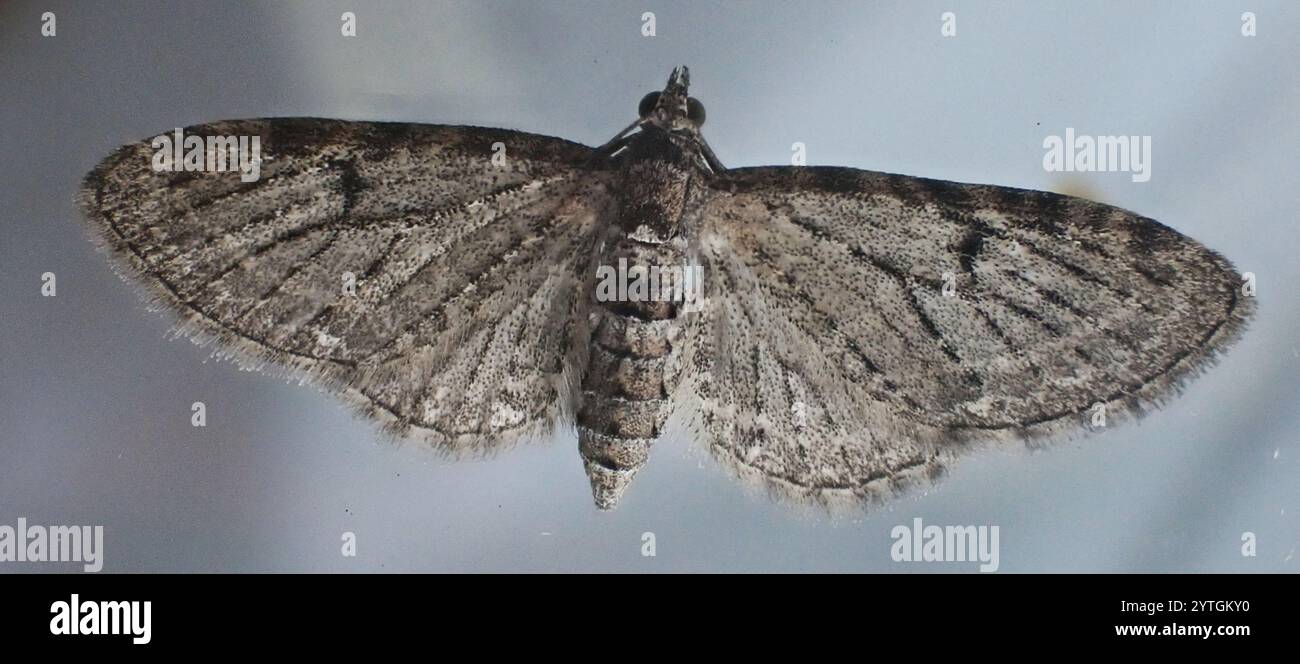 Satyr pug hi-res stock photography and images - Alamy