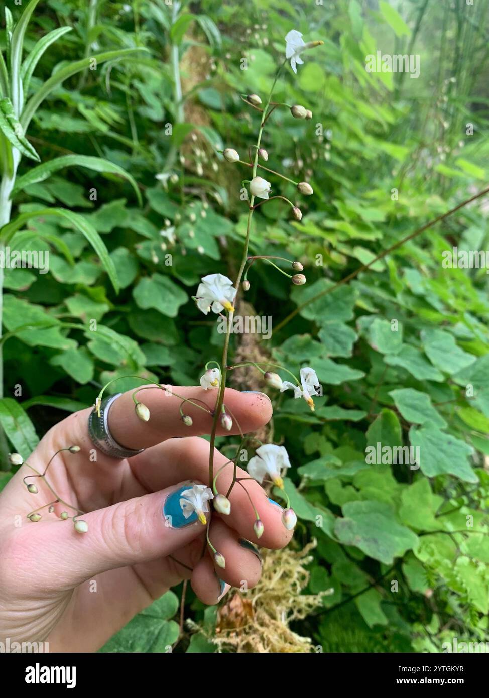 White Inside-out Flower (Vancouveria hexandra Stock Photo - Alamy