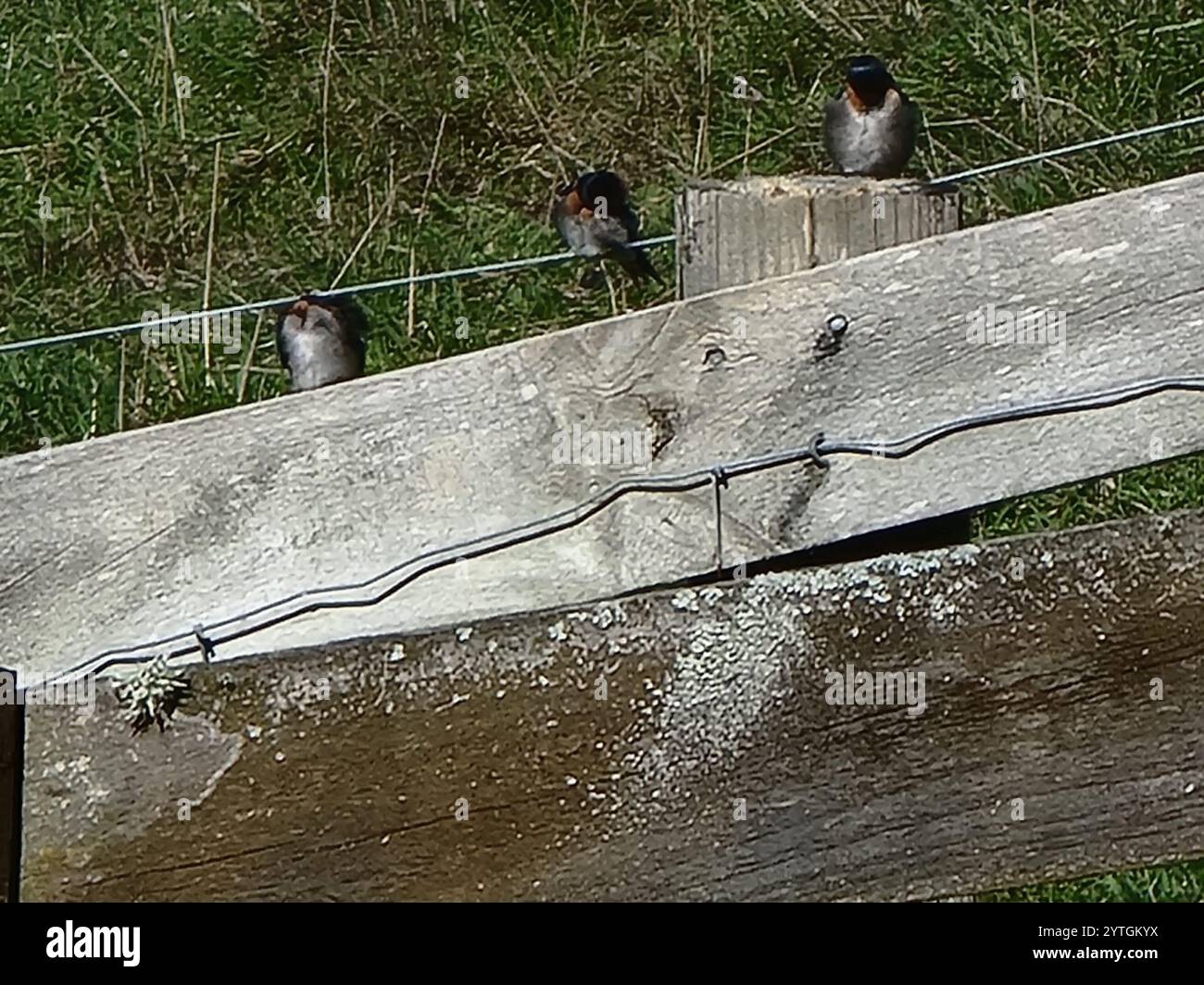 Eastern Welcome Swallow (Hirundo neoxena neoxena Stock Photo - Alamy