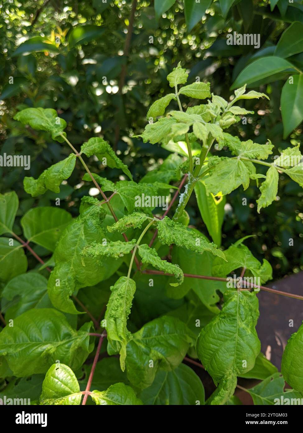 box elder pouch gall mite (Aceria negundi Stock Photo - Alamy
