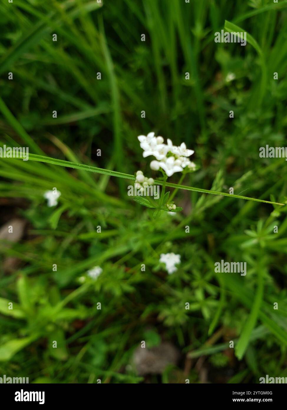 Common Marsh-bedstraw (Galium palustre Stock Photo - Alamy