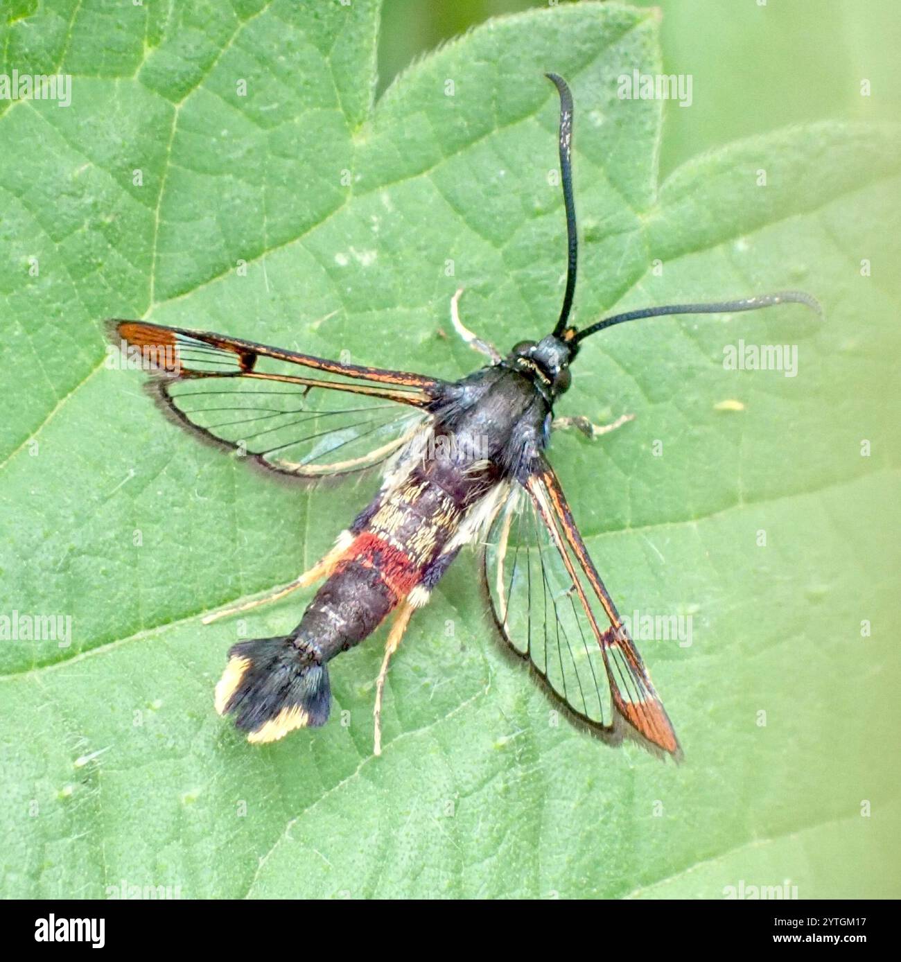 Red-tipped Clearwing Moth (Synanthedon formicaeformis Stock Photo - Alamy