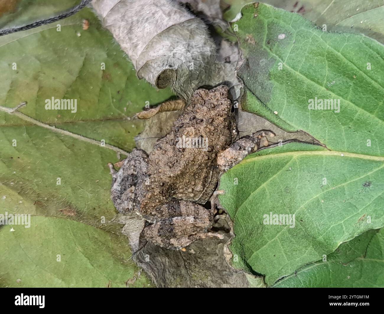 Tungara frog hi-res stock photography and images - Alamy