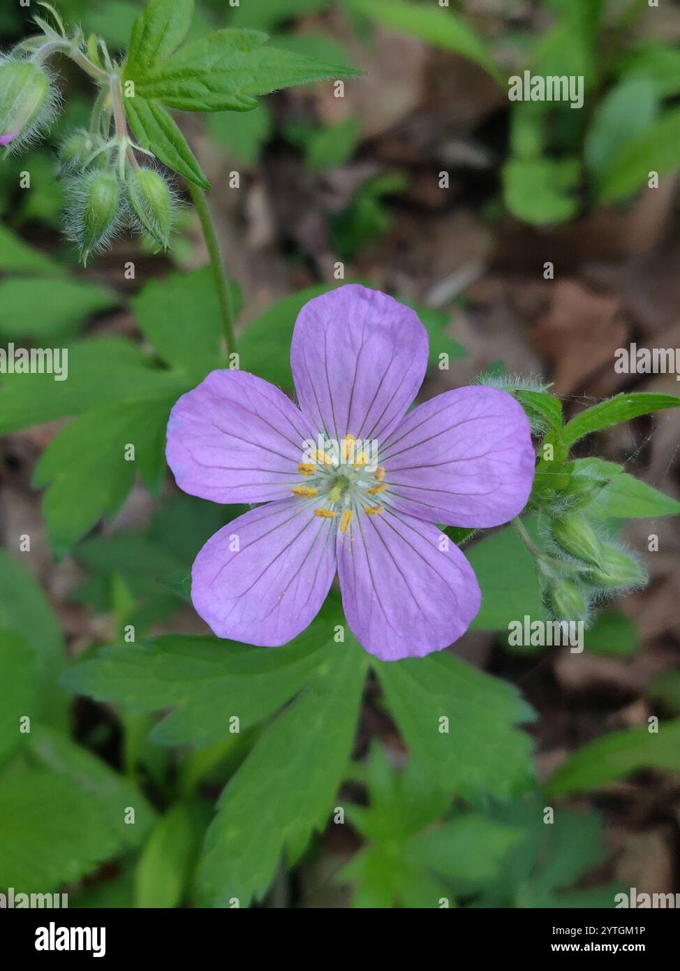 wild geranium (Geranium maculatum Stock Photo - Alamy