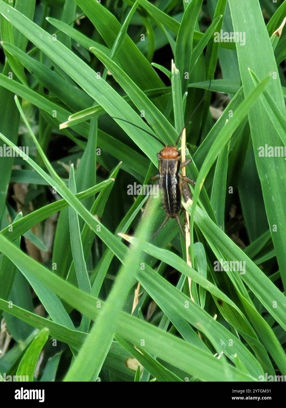 Striped Ground Cricket (Allonemobius fasciatus Stock Photo - Alamy