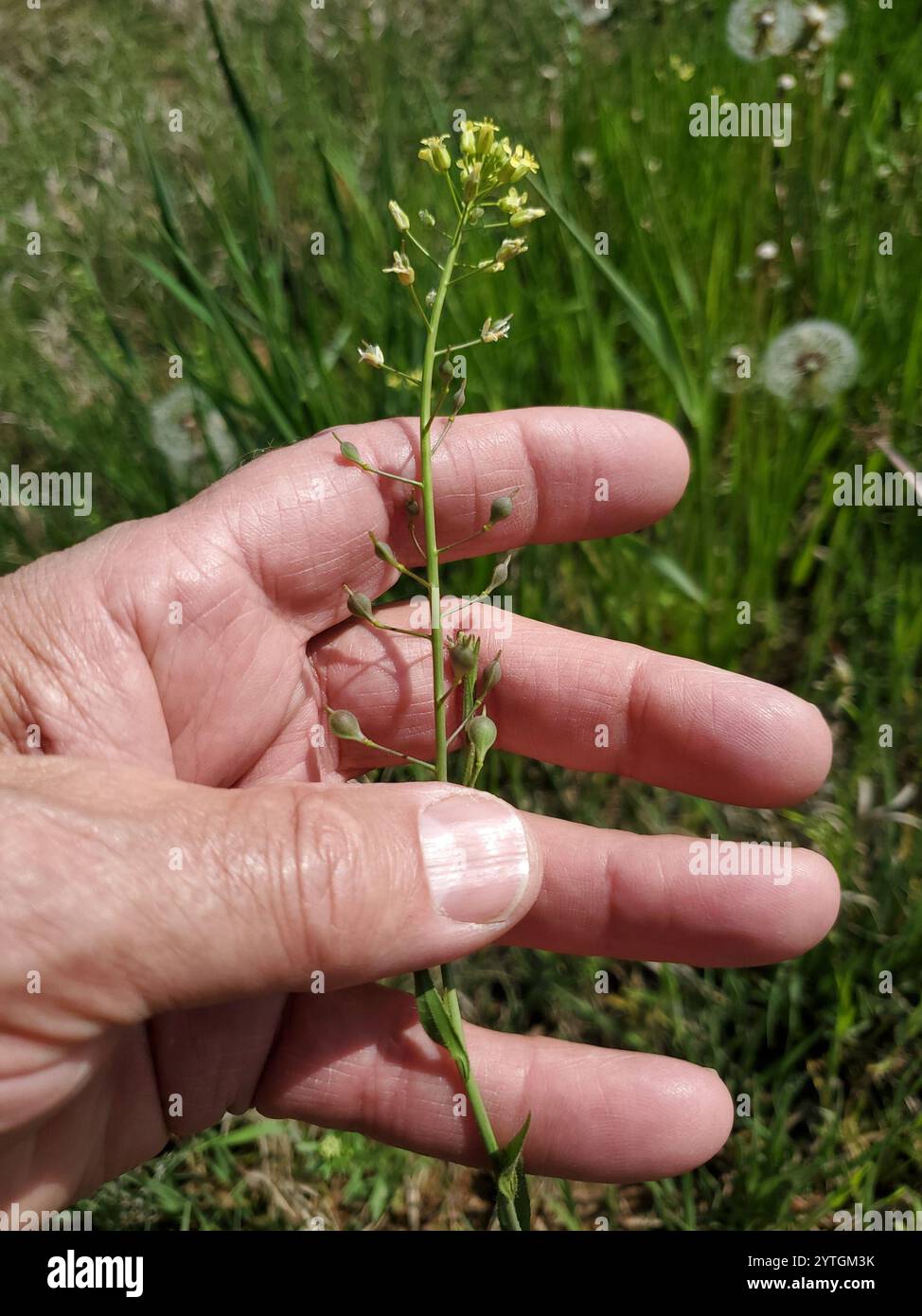 littlepod false flax (Camelina microcarpa Stock Photo - Alamy