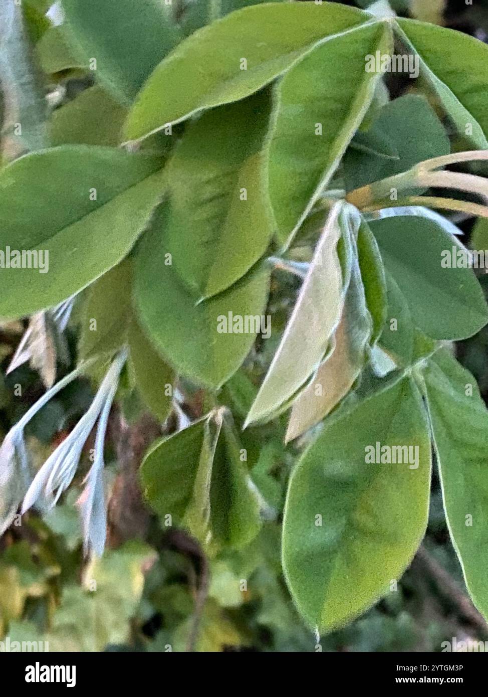Common Laburnum (Laburnum anagyroides Stock Photo - Alamy