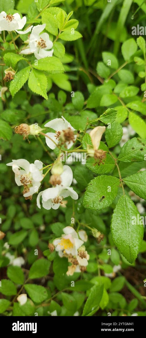 multiflora rose (Rosa multiflora Stock Photo - Alamy