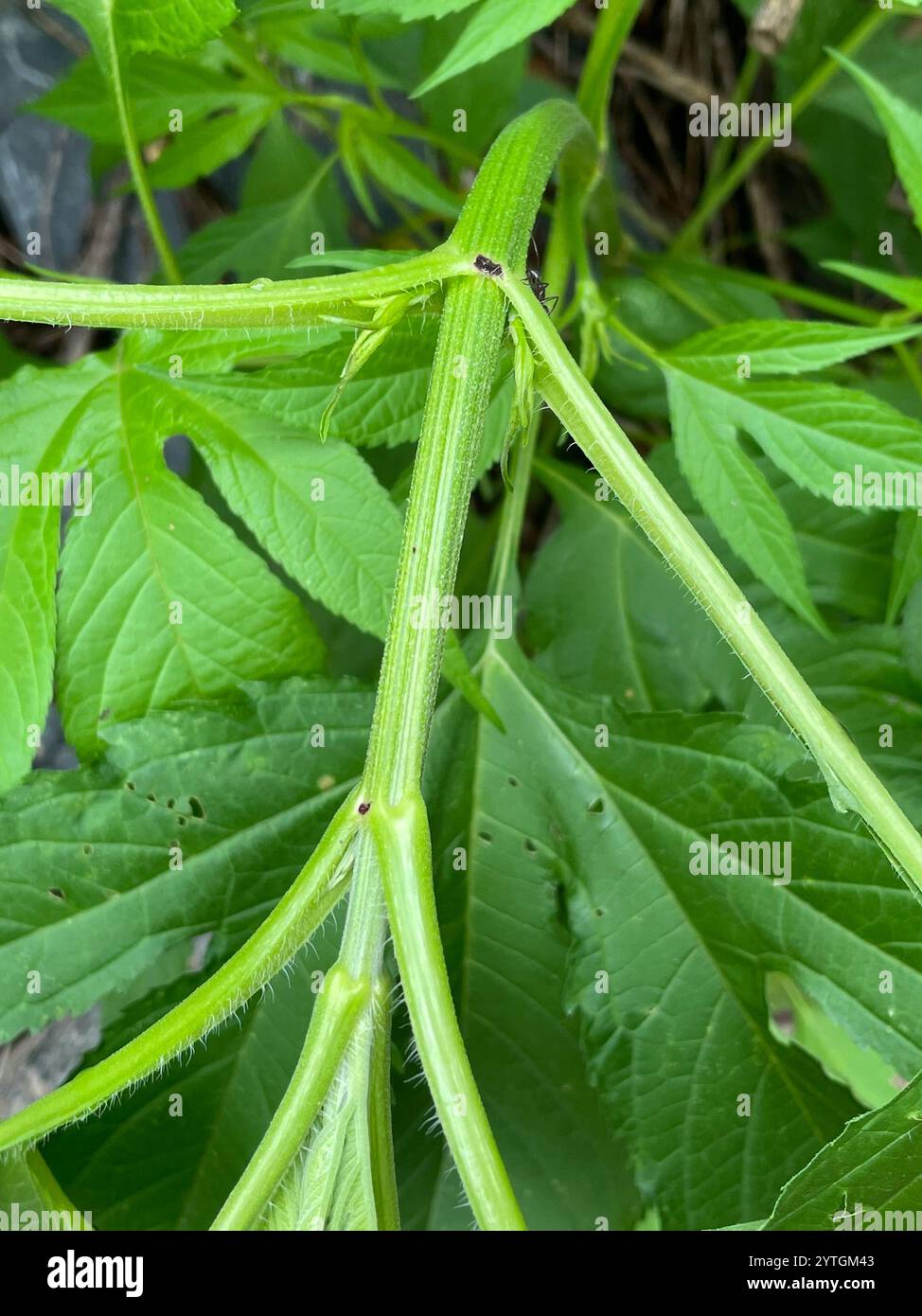 giant ragweed (Ambrosia trifida Stock Photo - Alamy