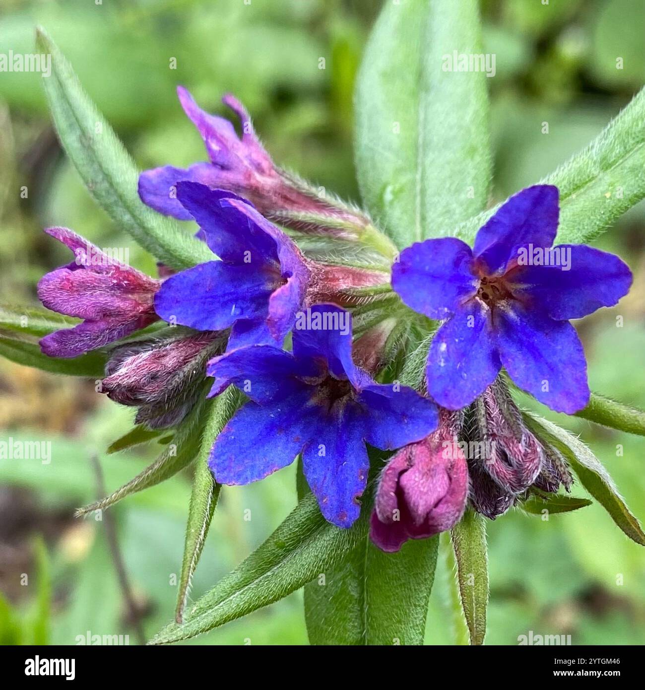 Purple gromwell aegonychon purpurocaeruleum hi-res stock photography ...