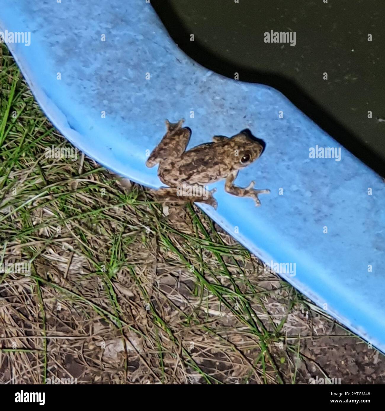 Northern Laughing Tree Frog (Litoria rothii Stock Photo - Alamy