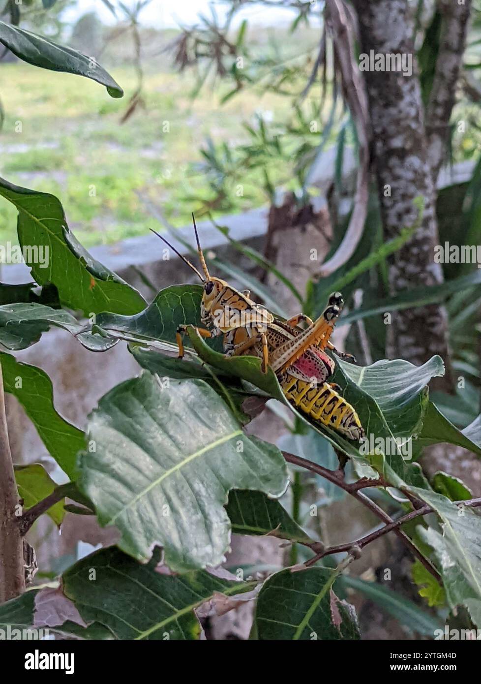 Eastern Lubber Grasshopper (Romalea microptera Stock Photo - Alamy