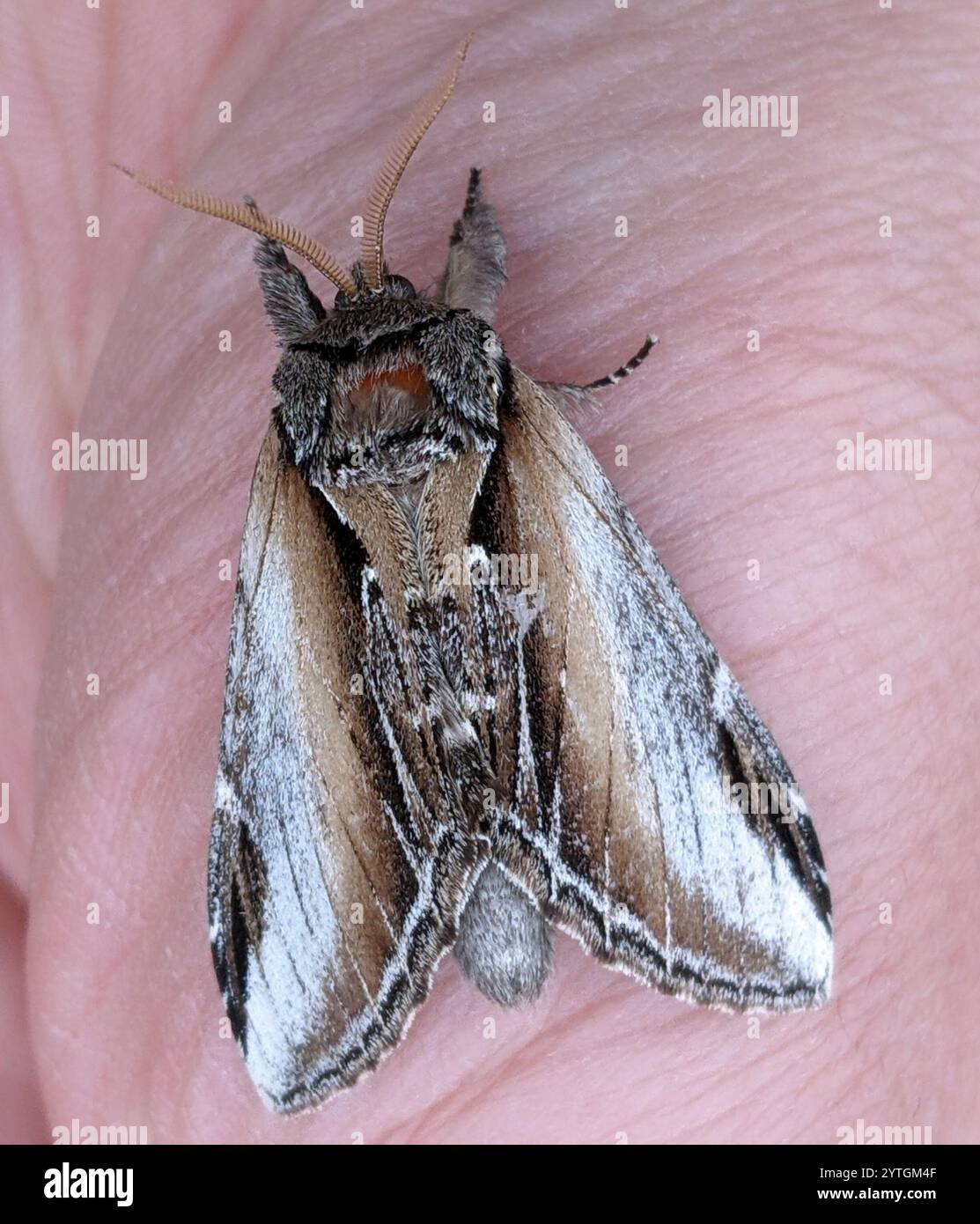 Pheosia rimosa hi-res stock photography and images - Alamy